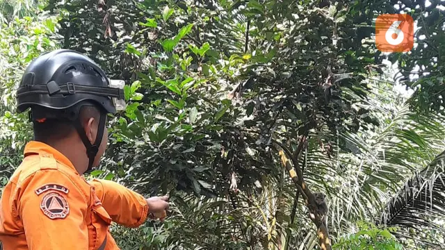 Gerombolan Monyet Serang Permukiman Warga Di Sukabumi Diduga Imbas