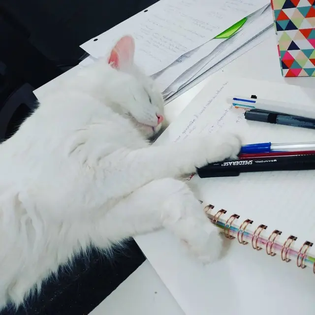 7 Potret Gemas Kalau Kucing Ikut Sekolah Ini Kocak - Hot Liputan6.com