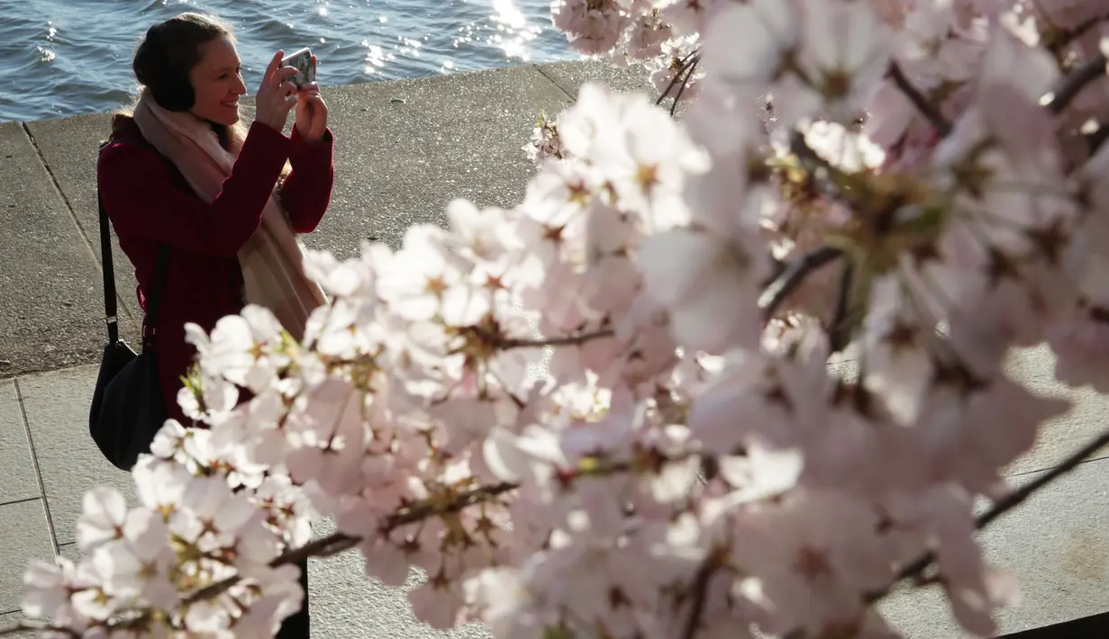 FOTO: Saat Bunga Sakura Bermekaran di Negeri Paman Sam - Foto Liputan6.com