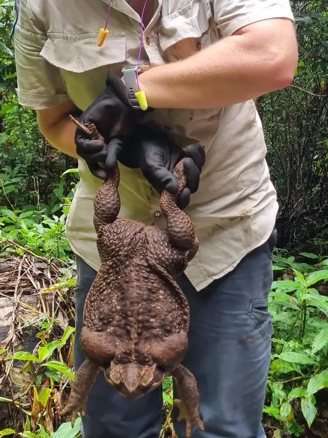 Dijuluki Toadzilla, Kodok Raksasa Seberat 2.7 Kg Ini Menggemparkan ...