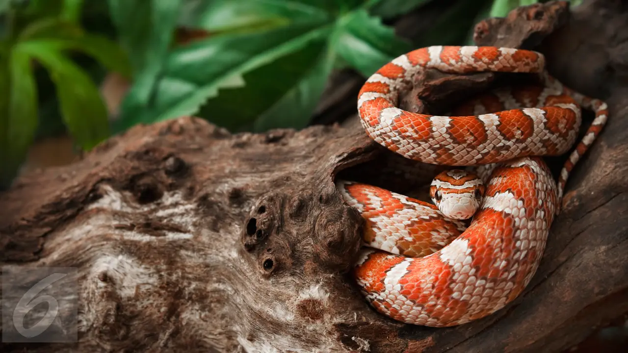 Mata hingga Warna Kulit, Ini 7 Jurus Jitu Mengidentifikasi Ular Berbisa ...