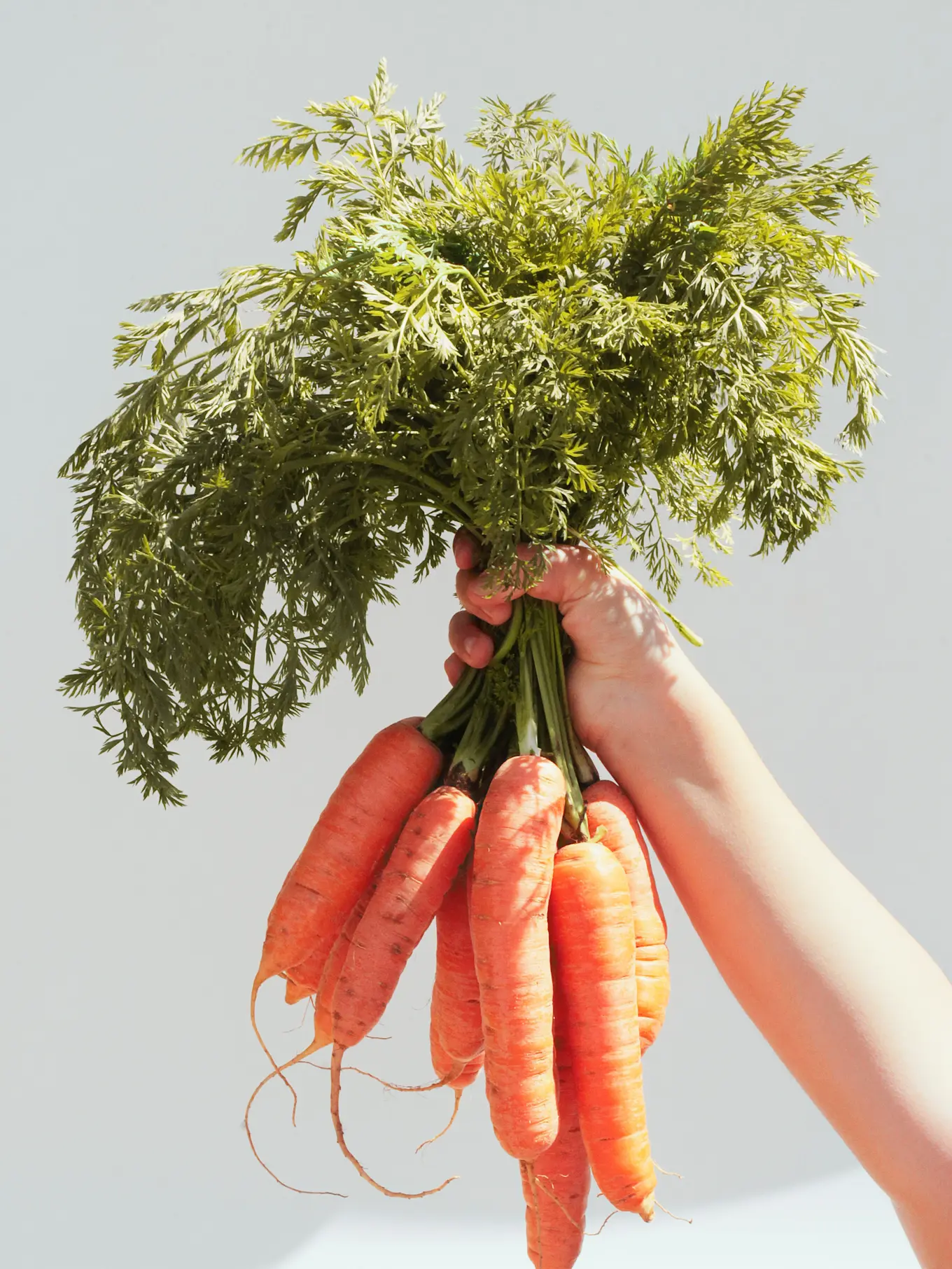 Tips Menyimpan Wortel Agar Tahan Lebih Lama