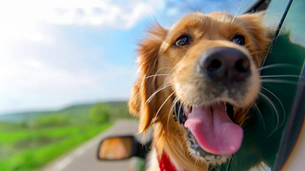Liur Anjing Sebabkan 3 Masalah Ini, Harus Bilas Pakai Tanah?