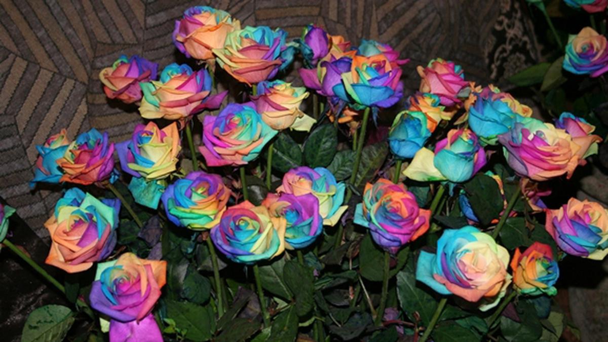 Bunga Mawar Warna Pelangi Asli, Cocok Untuk Hadiah Valentine ...