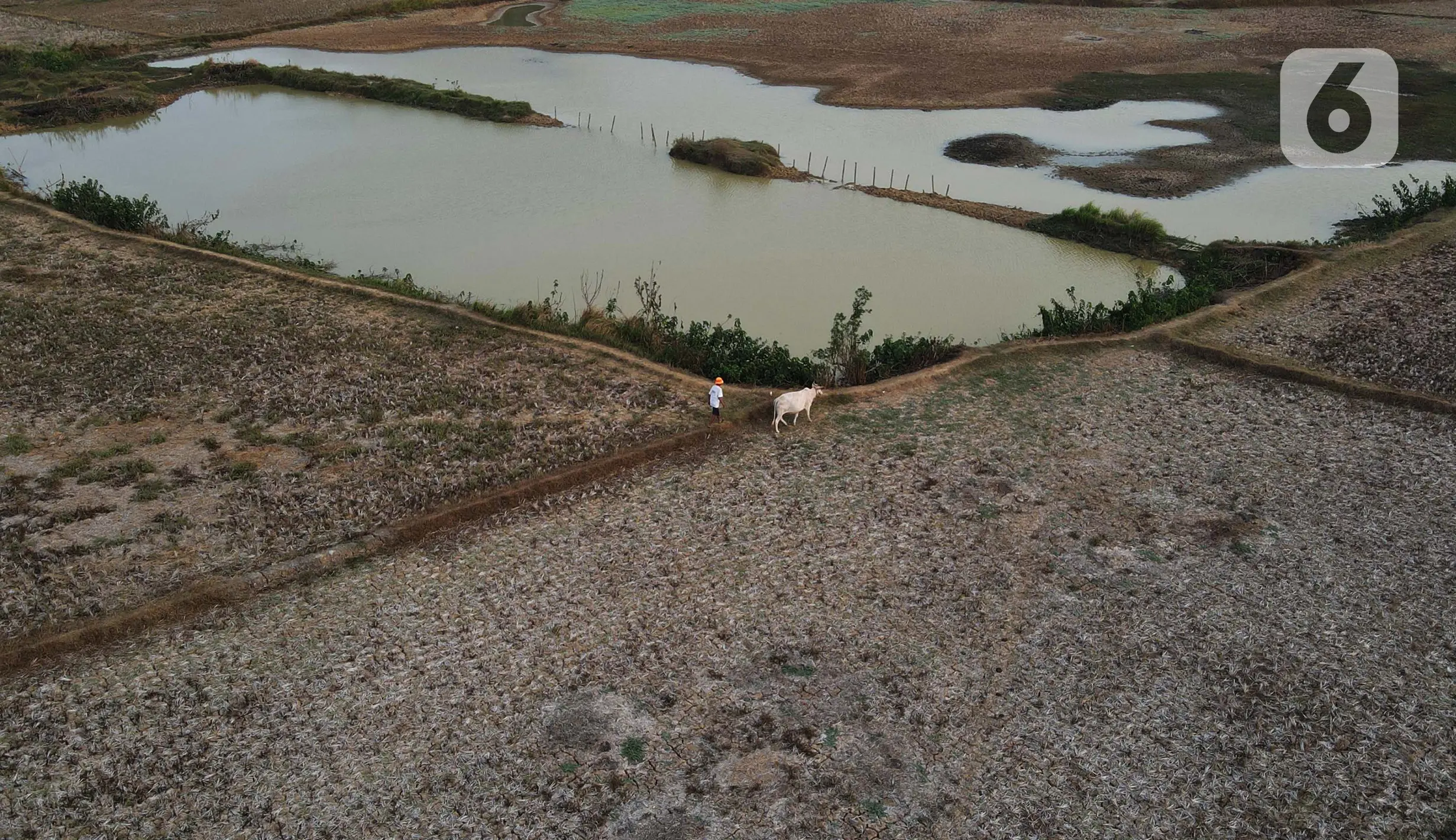 Dampak Musim Kemarau, Sawah di Bekasi Kering Kerontang - Foto Liputan6.com