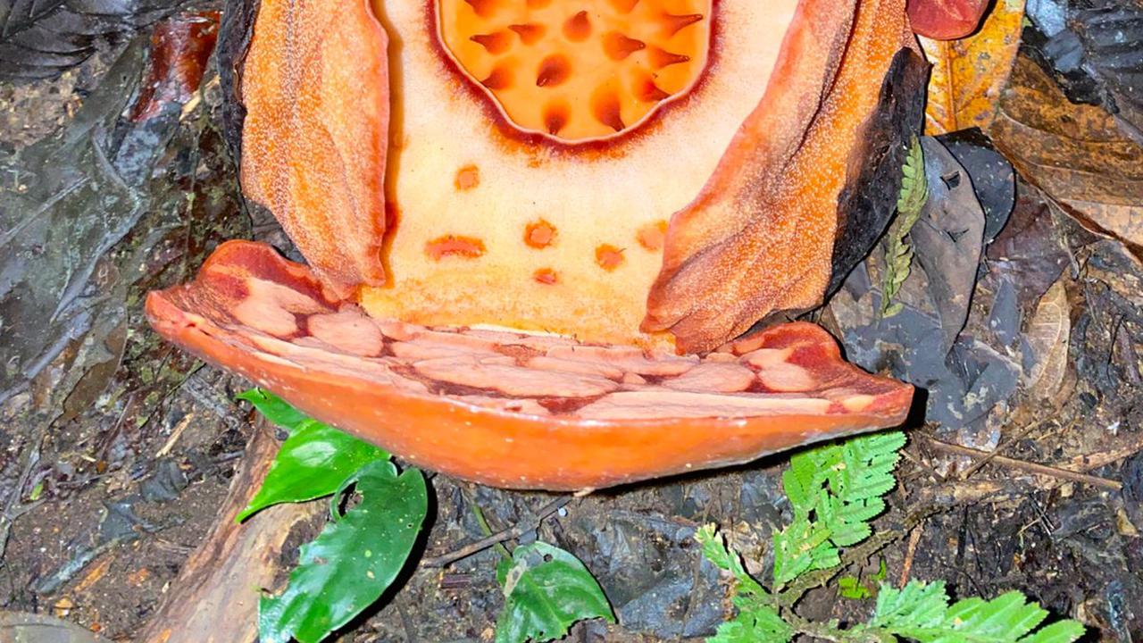 Cerita Lengkap Penemuan Rafflesia Hasseltii Mekar di Habitat Harimau ...