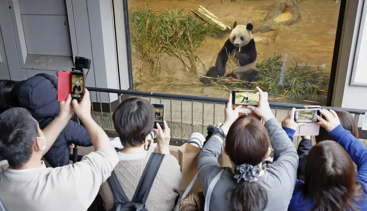 Jepang Pulangkan Panda Raksasa Xiang Xiang ke China, Ribuan Penggemar ...