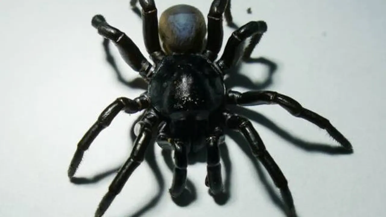 Ilmuwan Identifikasi Laba-Laba Berbisa Baru, Seperti Tarantula dan ...