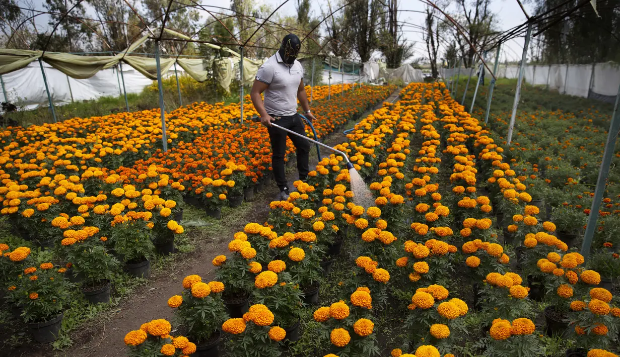 FOTO: Panen Bunga Marigold Jelang Day of the Dead di Meksiko - Foto ...
