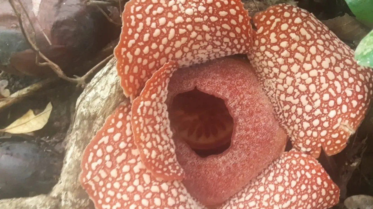 Bunga Langka Raflesia Zollingeriana Mekar di Taman Nasional Meru Betiri ...
