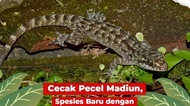 Cecak Pecel Madiun, Spesies Cecak Baru Dinamai dari Kuliner Jawa Timur ...
