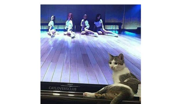 6 Ilusi Optik Kucing dengan Cewek Ini Bikin Lihat Dua Kali, Ada yang ...