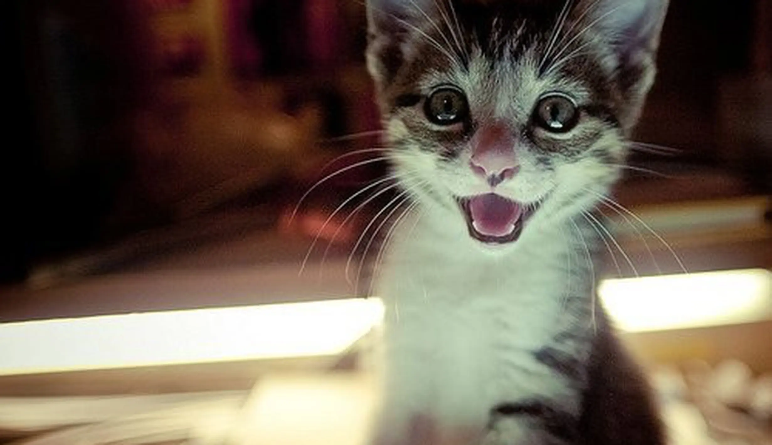 12 Ekspresi Kucing dan Makna dari Setiap Ekspresinya