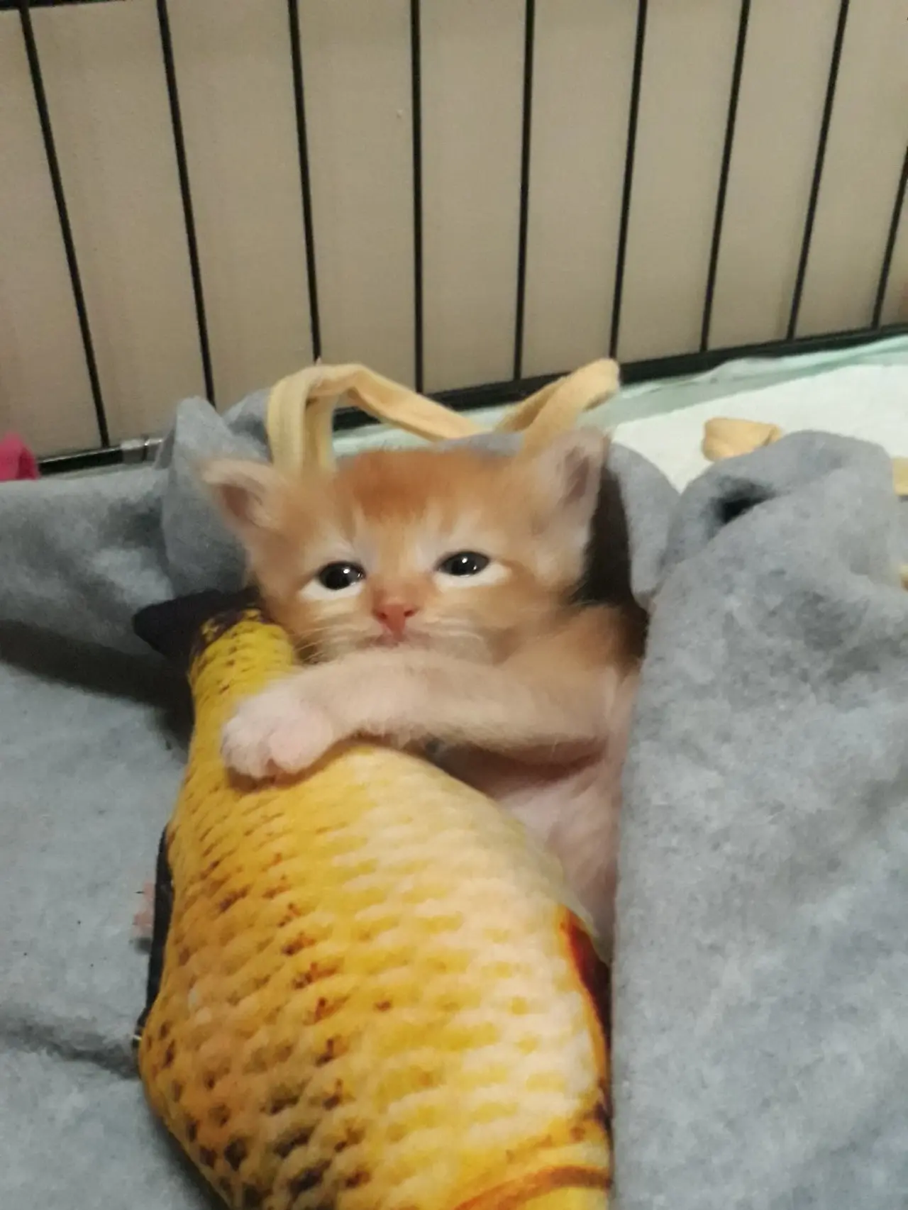 7 Potret Lucu Kucing Peluk Boneka Kesayangan Ini Bak Anak Kecil yang ...