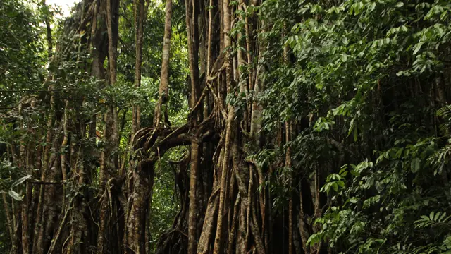8 Mitos Pohon Gayam, Miliki Nilai Filosofis dan Spiritual Tinggi ...