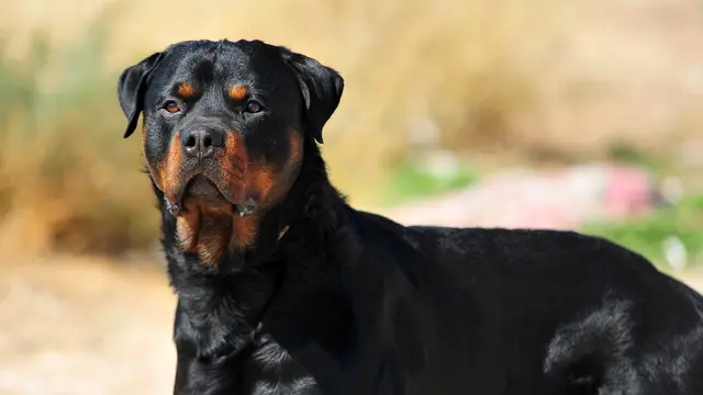 Jenis-Jenis Anjing Berbahaya di Dunia, Jangan Remehkan Kekuatannya ...