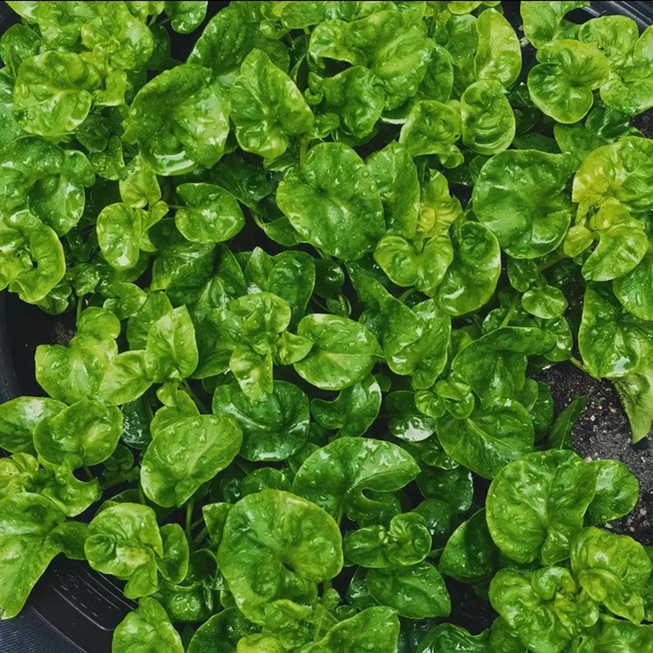 10 Manfaat Bayam Brazil, Sayur Kaya Nutrisi yang Bisa Jadi Tanaman Hias ...