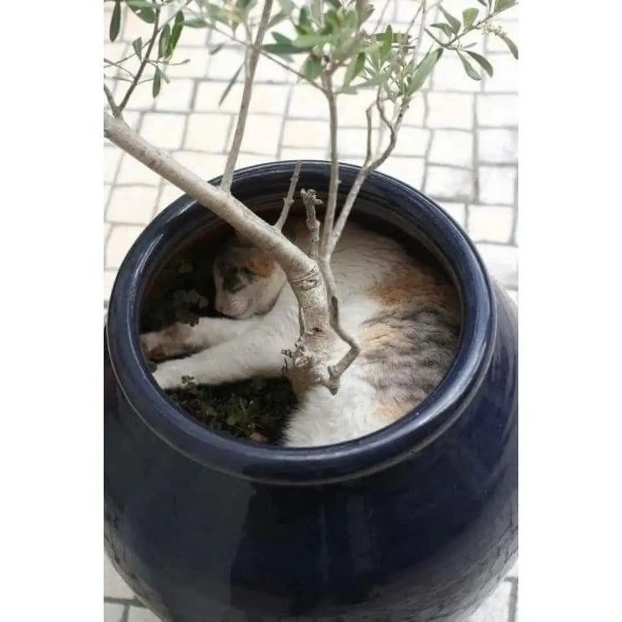 8 Potret Lucu Kucing Tidur di Dalam Pot Ini Posenya Menggemaskan - Hot ...