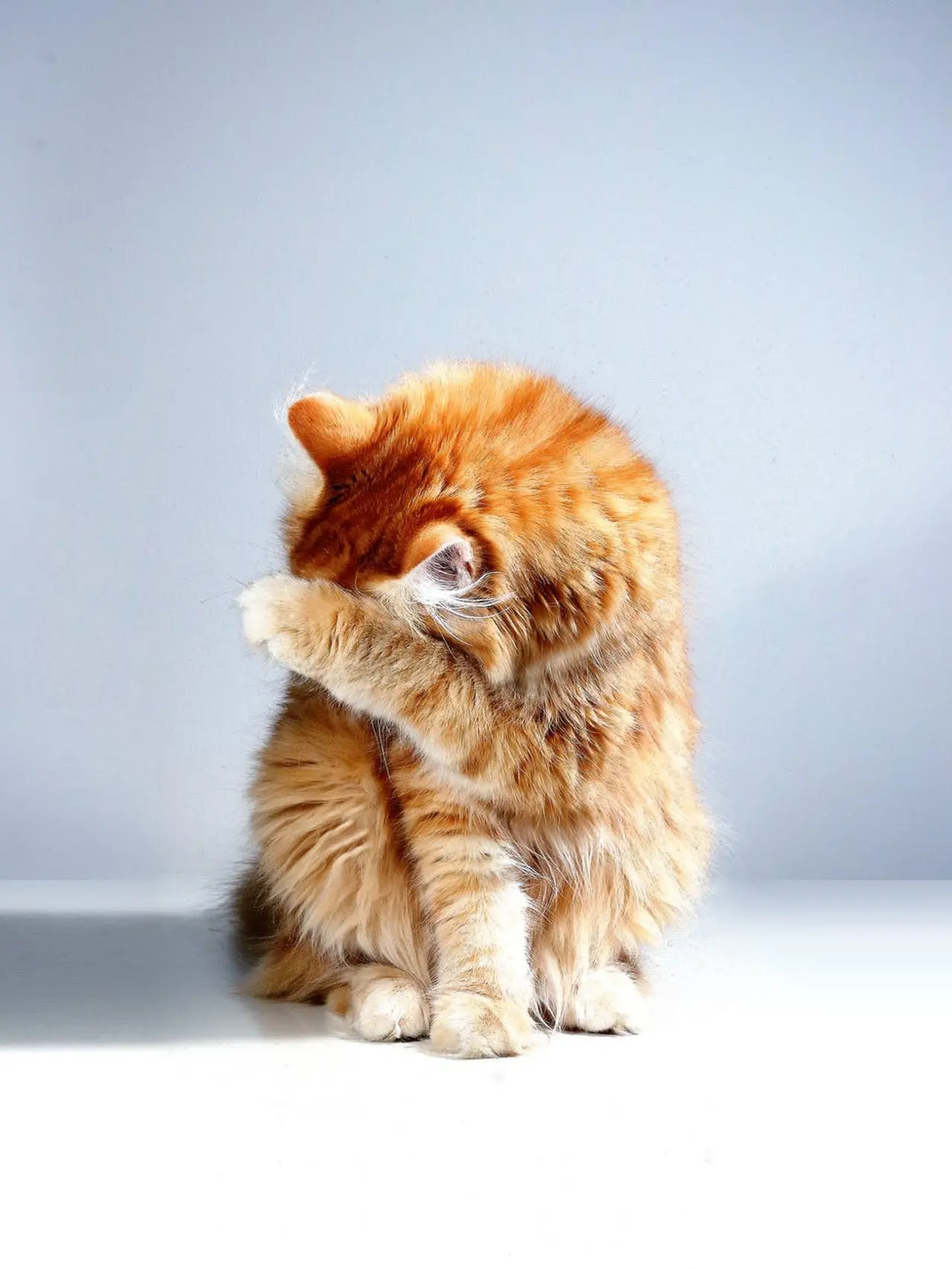 Kucing Menatap Tajam Secara Tiba-tiba, Tanda Apa? - Health Liputan6.com