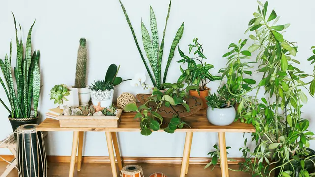 Macam-macam Bentuk Daun dan Fungsinya bagi Tumbuhan - Hot Liputan6.com