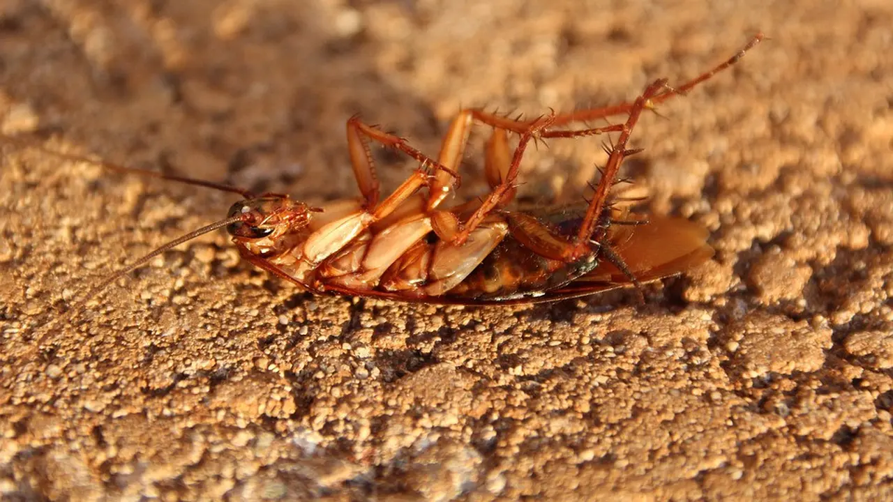 12 Contoh Hewan Invertebrata yang Menarik untuk Dipelajari, Ketahui ...