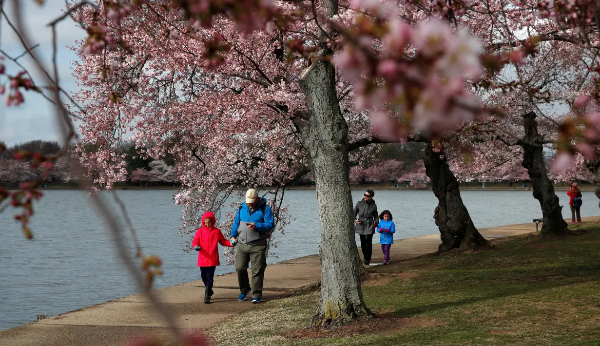 FOTO: Menikmati Kecantikan Bunga Sakura yang Bermekaran di Washington ...