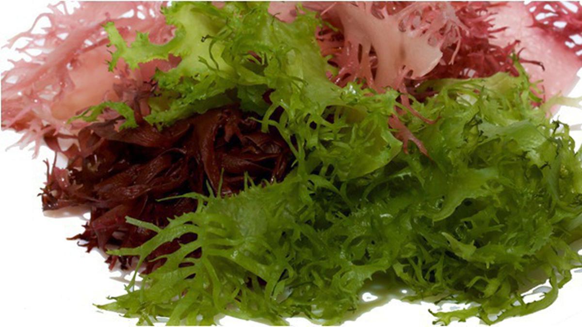 Makan Rumput Laut Dan Kenali 6 Manfaat Pentingnya