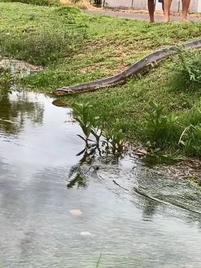 Viral Penampakan Ular Raksasa di Perumahan yang Disebut Numpang Lewat ...