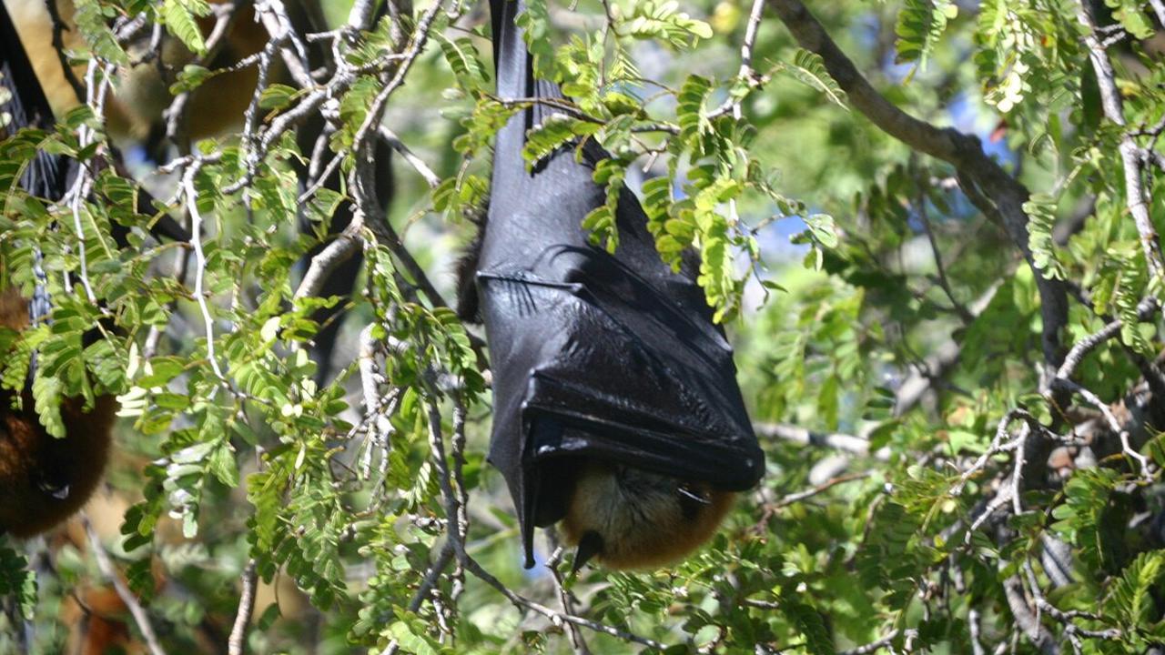10 Kelelawar Berukuran Besar yang Menarik Diketahui, Tersebar di ...