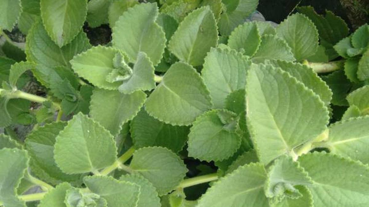 14 Manfaat Daun Jinten bagi Kesehatan Tubuh, Obati Demam hingga Diabetes