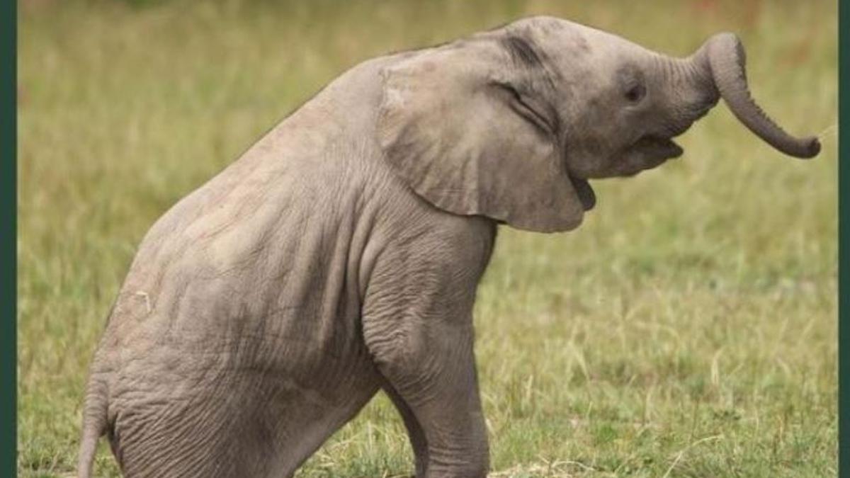 Gajah Kebun Binatang untuk Pertama Kalinya Bakal Dilepasliarkan ...