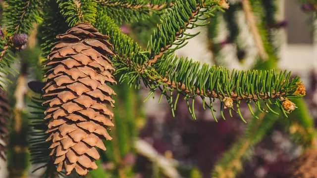 10 Manfaat Cemara untuk Lingkungan, Bahan Bangunan Hingga Kosmetik - Hot Liputan6.com