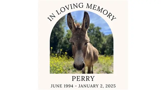 Perry 'Donkey' Model Karakter Keledai di Film Shrek Meninggal di Usia ...