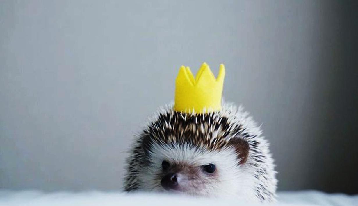 Pakai Topi & Fotogenic: Landak Mungil Ini Cute & Bikin Gemas - Photo ...