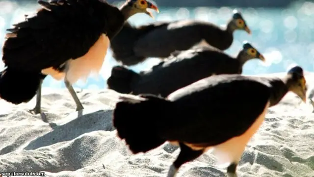 Melestarikan Maleo Sebagai Wujud Kecintaan pada Budaya - Bisnis ...