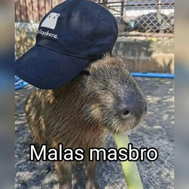 7 Meme Kocak Hewan Kapibara yang Dijuluki Mas Bro oleh Netizen Ini Imut ...