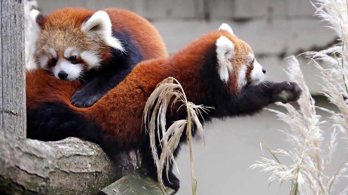 Hadiah Natal, Bayi Kembar Panda Merah Langka Lahir di Kebun Binatang Perth