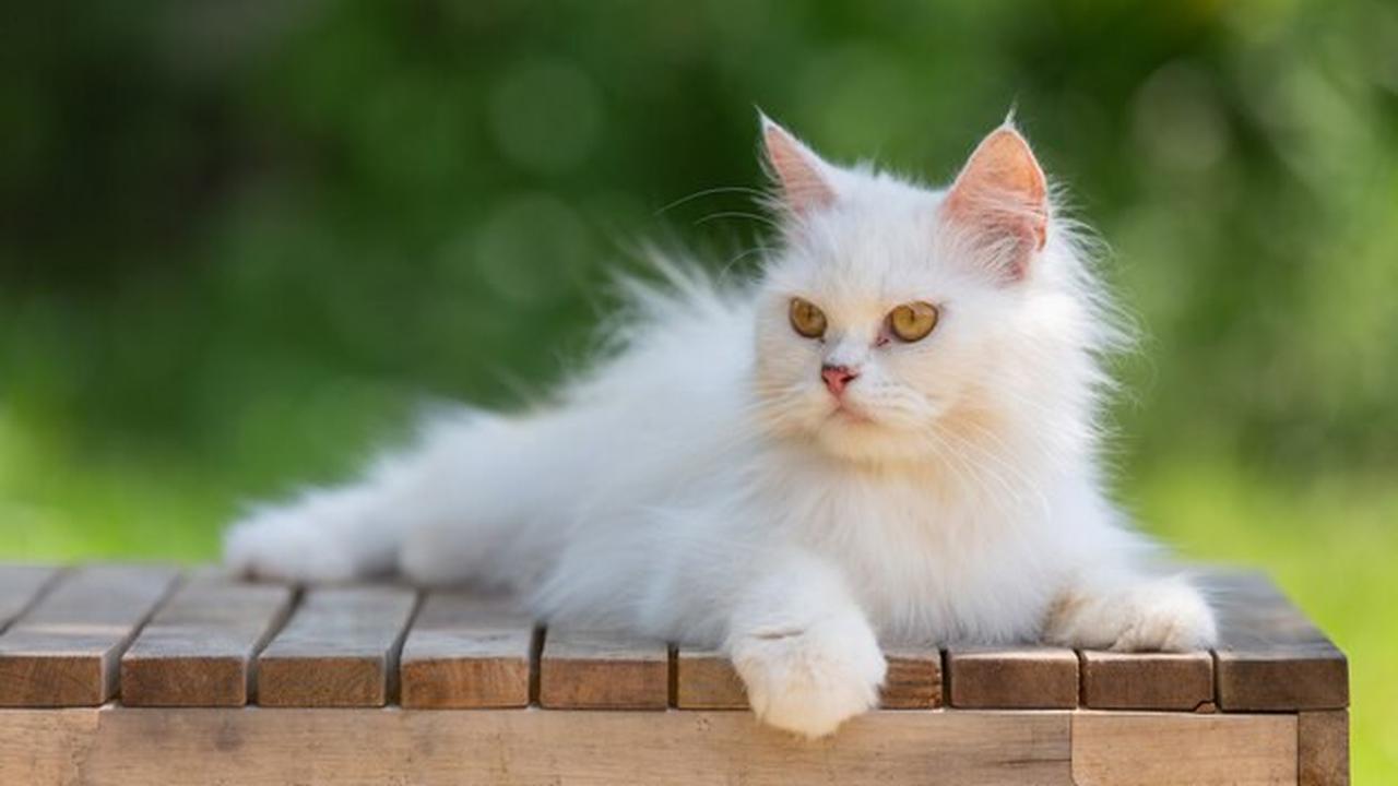 8 Penyebab Kucing Pipis Sembarangan di Rumah, Nakal atau Sakit? Ini Penjelasannya