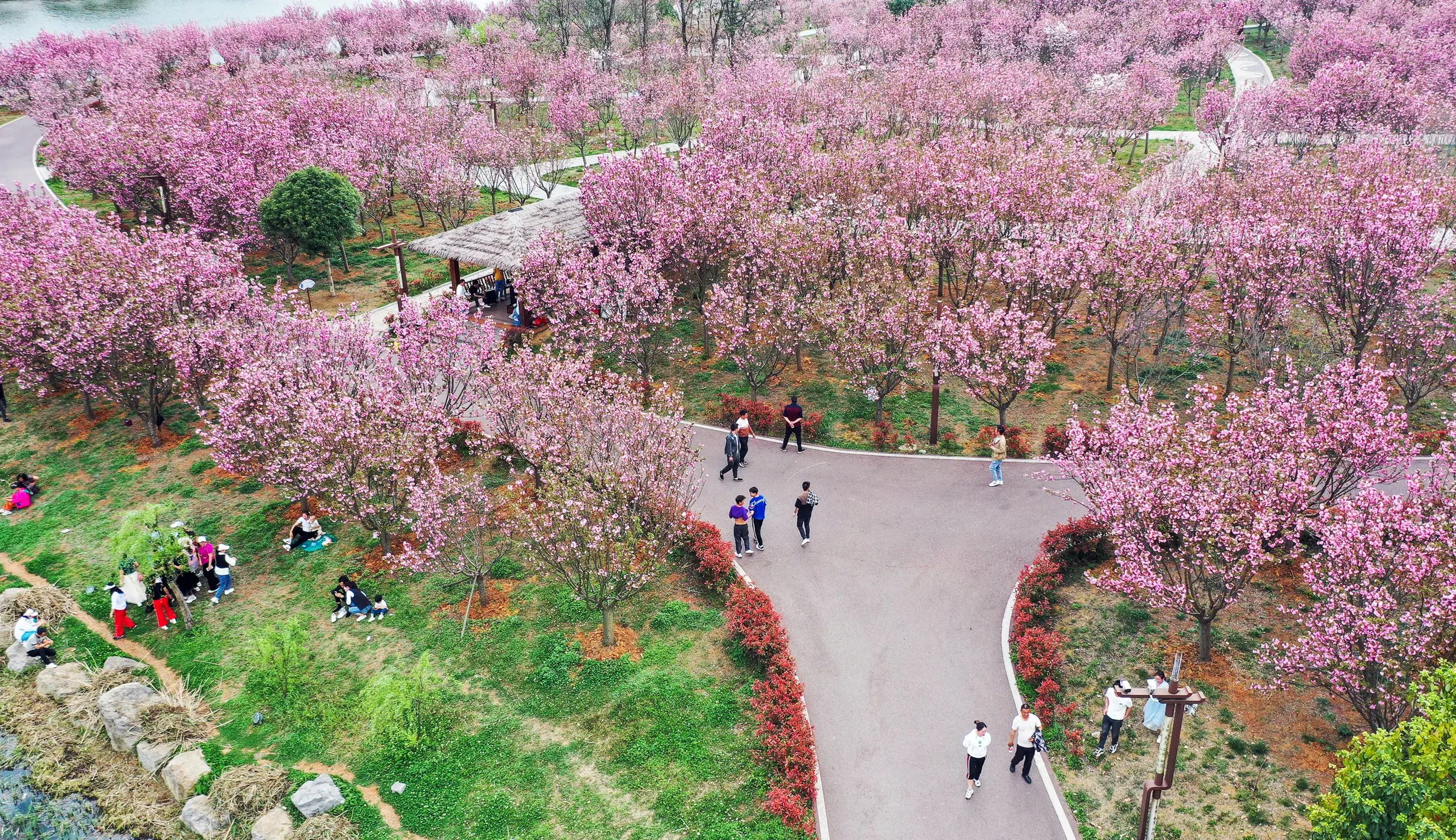 Menikmati Keindahan Warna-warni Bunga Sakura Bermekaran di China - Foto ...