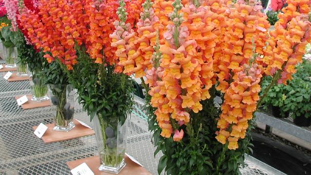 Berbentuk Mirip Tengkorak, Ternyata Bunga Snapdragon Bisa Cegah Kanker ...