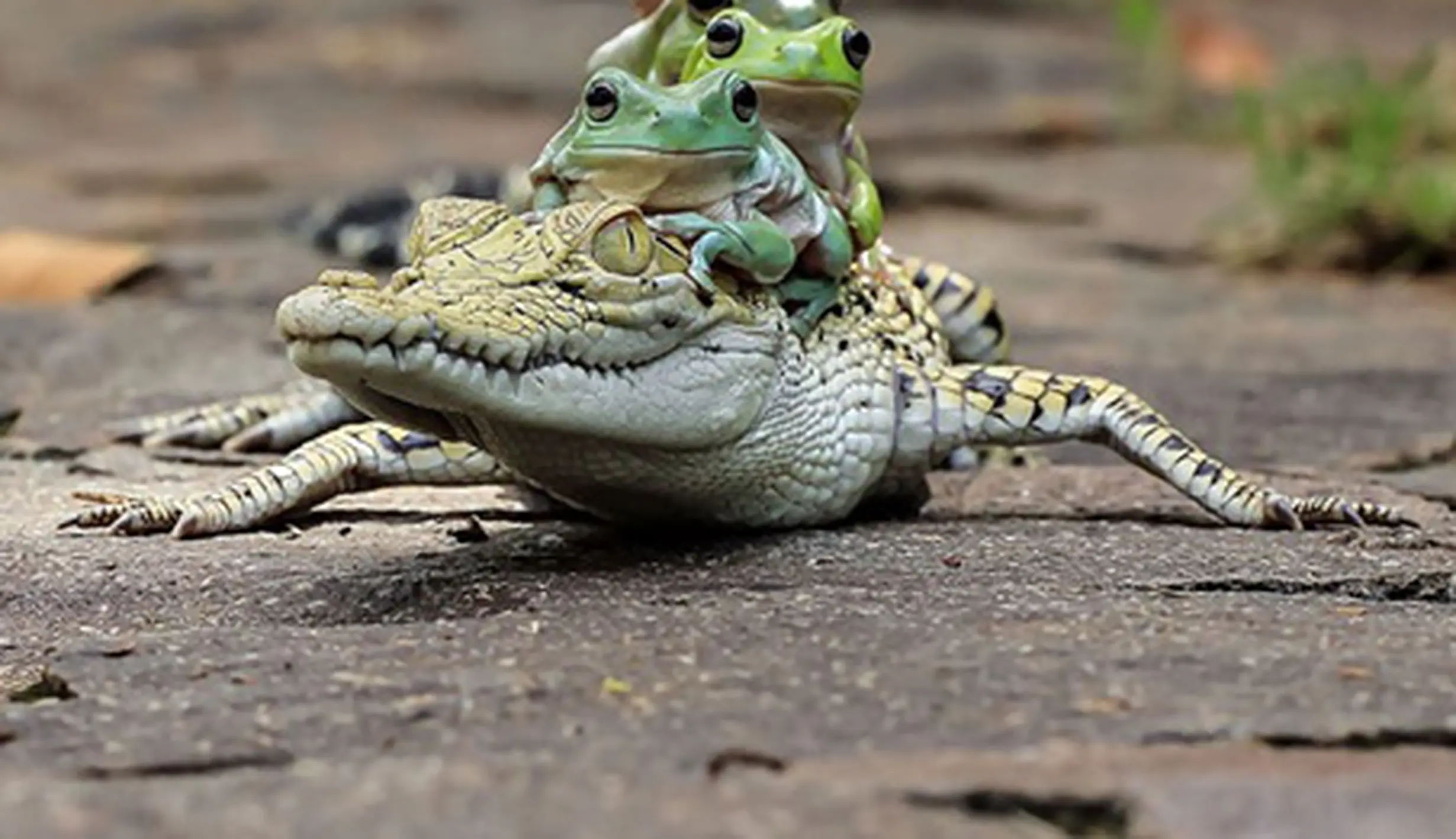 10 Potret Katak Karya Tanto Yensen: Keren & Menggemaskan