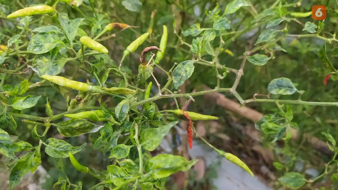 Penyebab Harga Cabai Rawit di Gorontalo Tembus Rp70 Ribu per Kilogram