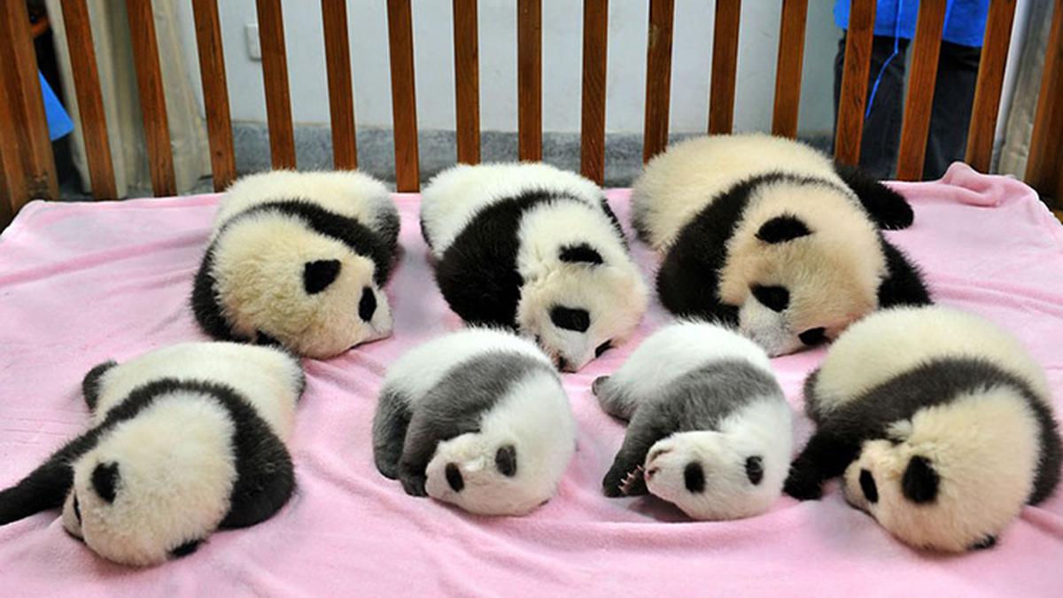 Tempat Ini Jadi Surga Bermainnya Panda-Panda Lucu - Photo Fimela.com