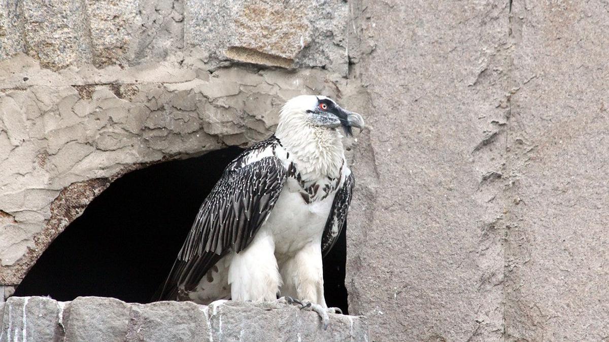 5 Fakta Bearded Vulture, Burung Bangkai Pemakan Tulang Terbesar di ...