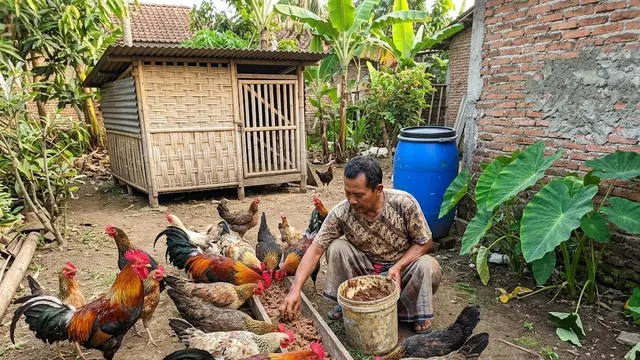 9 Cara Membesarkan Ayam Kampung dengan Pakan Sisa Dapur, Solusi ...