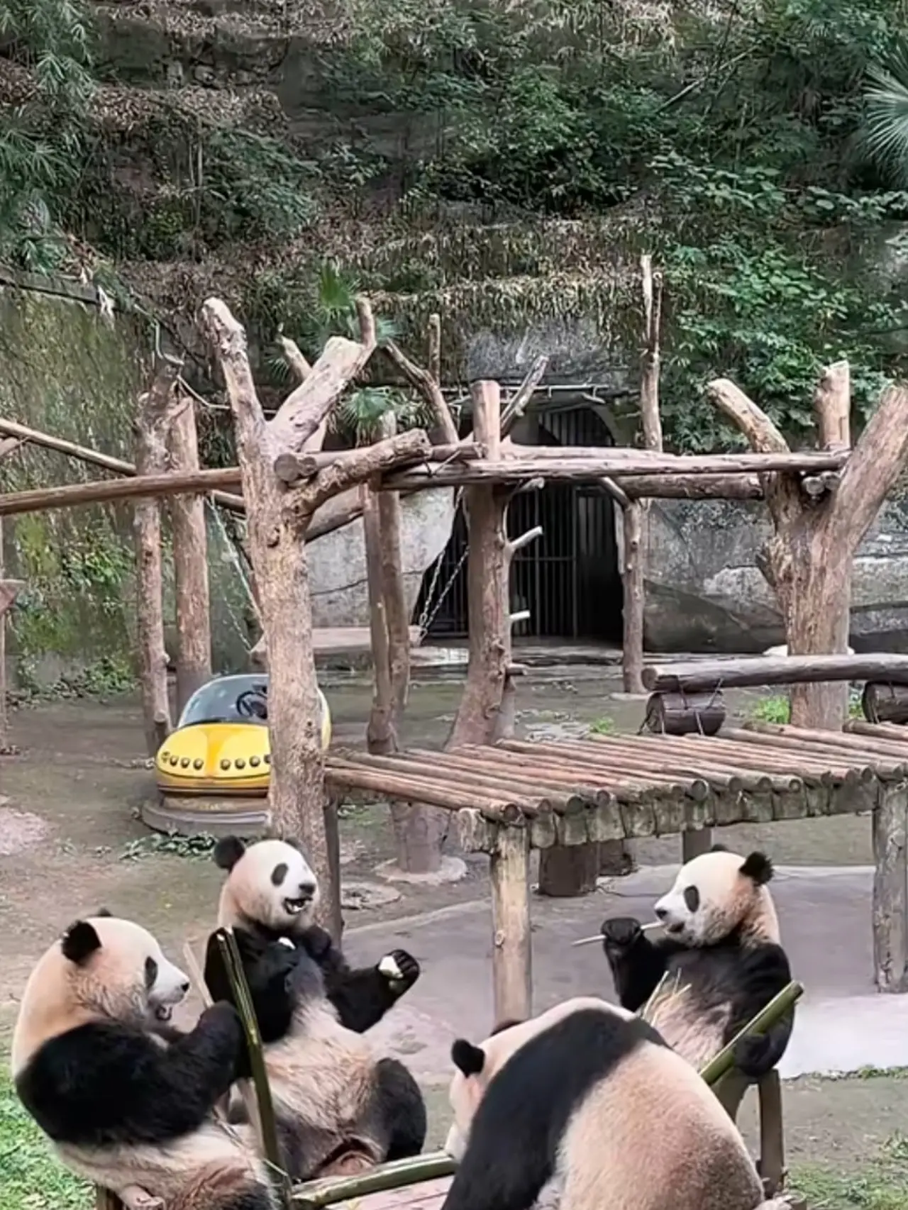 Dulu Beruang, Kini Viral Panda di China Makan dan Duduk Seperti Manusia ...