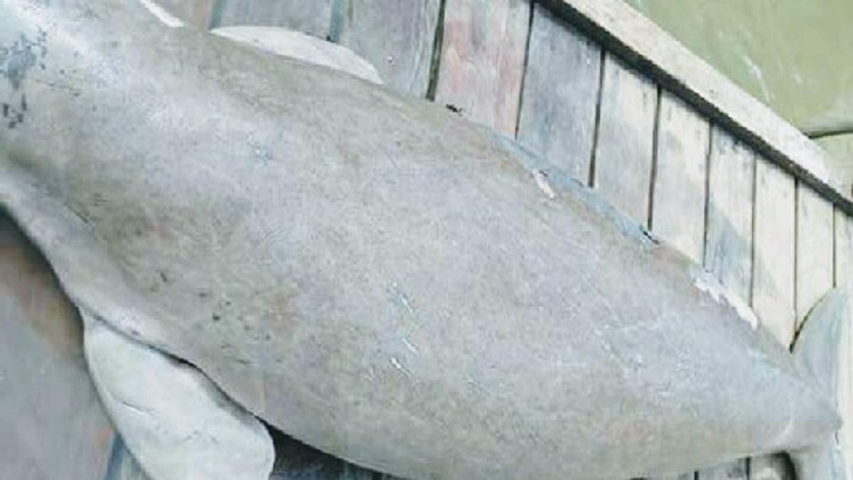 Dugong Terlihat di Perairan Pulau Kera dan Laut Sulamu Kupang ...