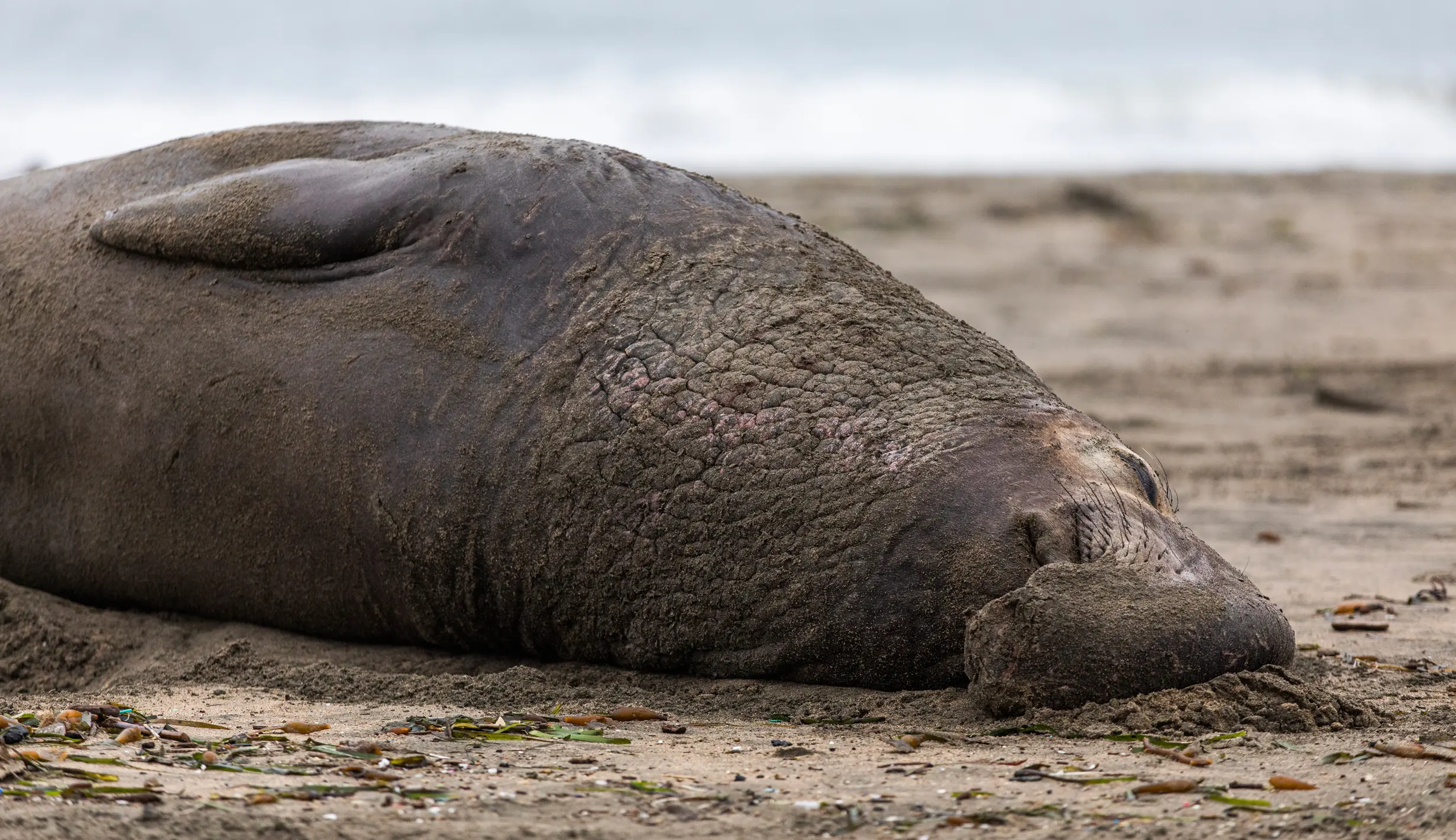 FOTO: Aksi Gajah Laut Berjemur di Pantai California - Foto Liputan6.com