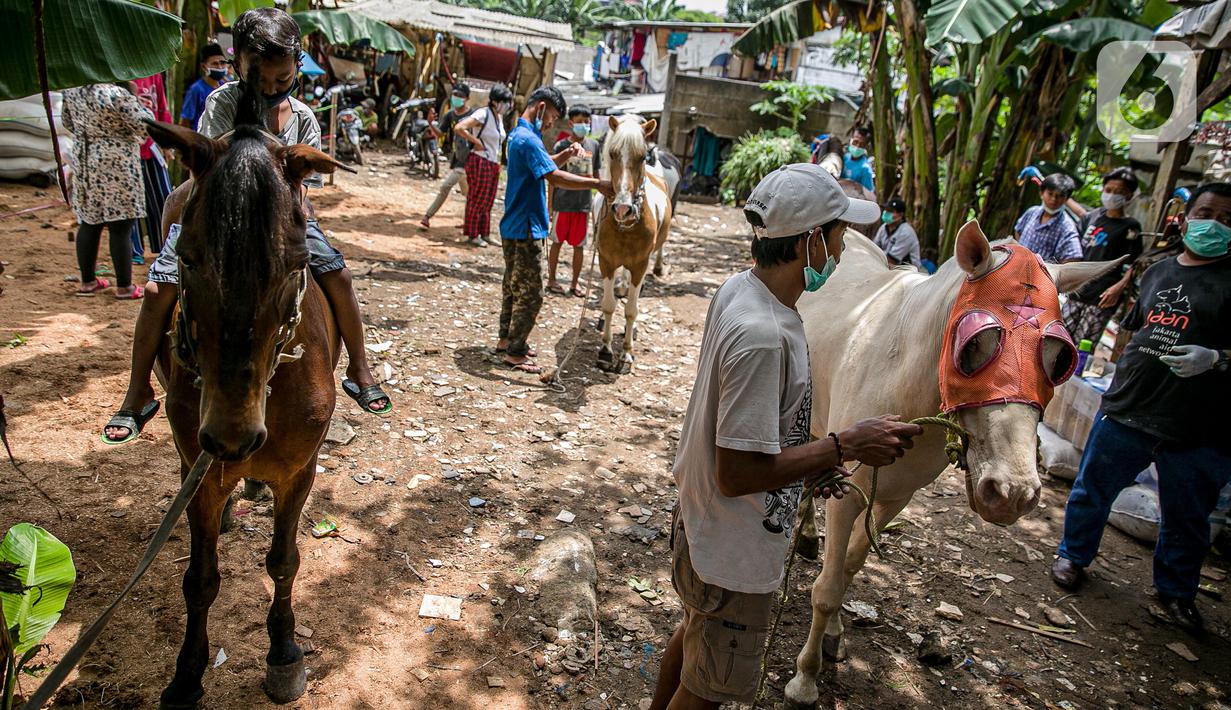FOTO: Perawatan Kuda Pekerja di Masa Pandemi - Foto Liputan6.com