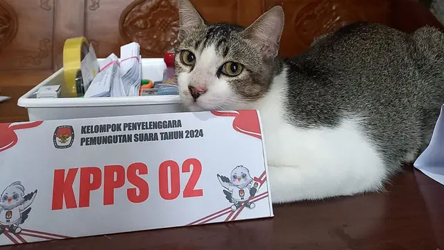 6 Potret Aksi Lucu Kucing di TPS Ini Bikin Gemas, Bak Jadi Petugas KPPS ...